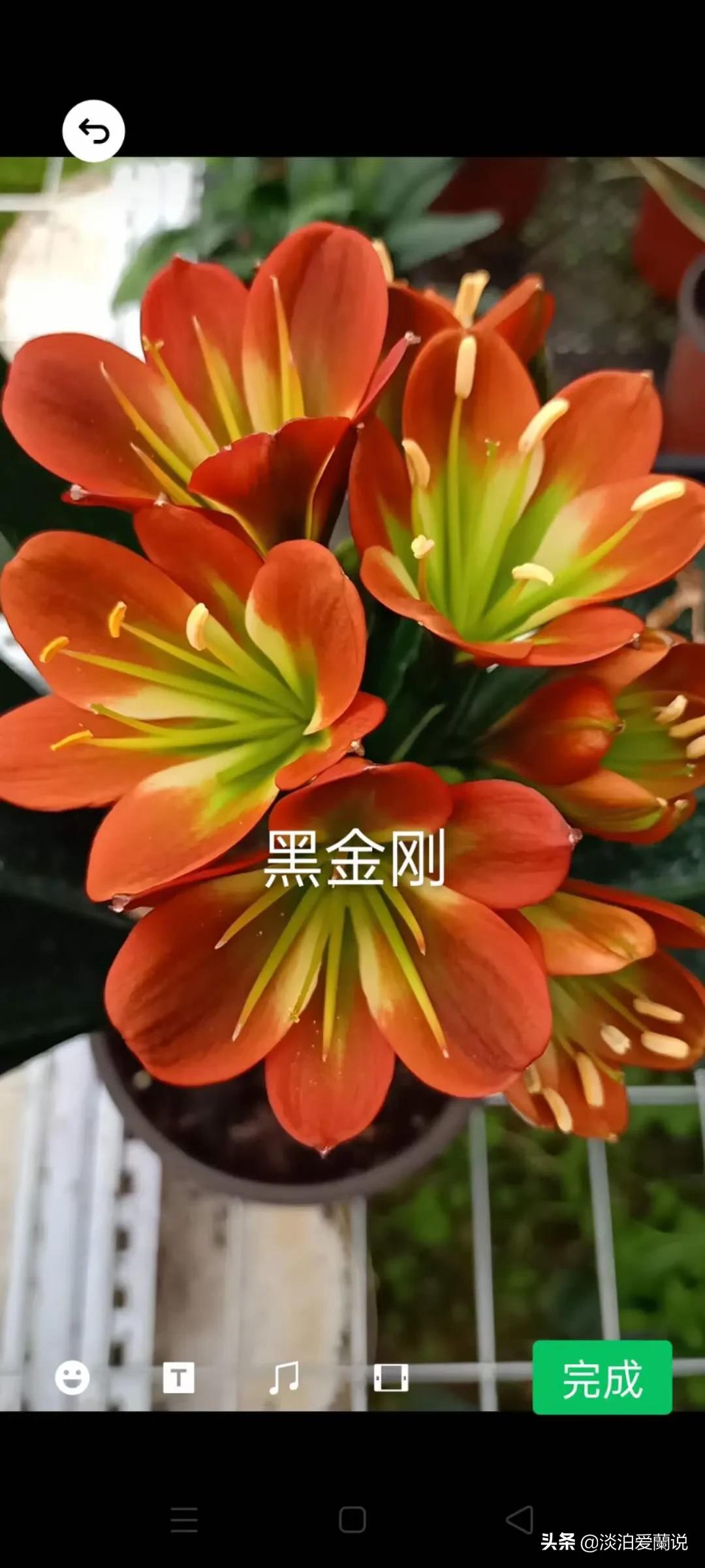 Flower blooming wealth and wealth map - iNEWS