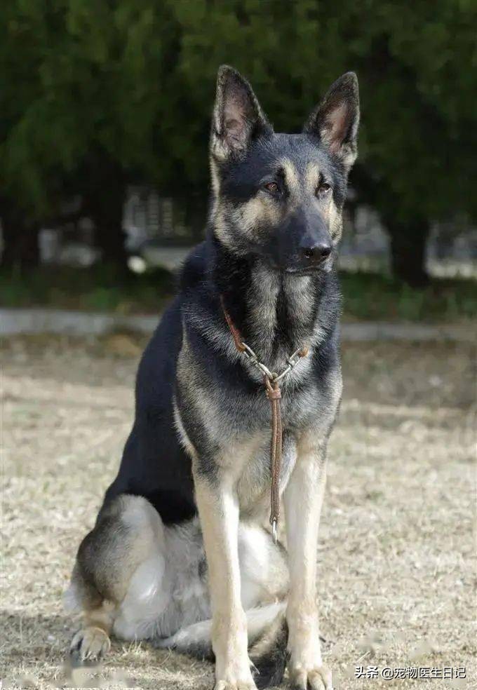 The Japanese police dog named Jiro lost himself while searching for the ...