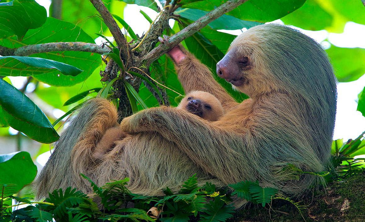 On the living tree, on the dead tree, the extremely lazy sloth is only ...