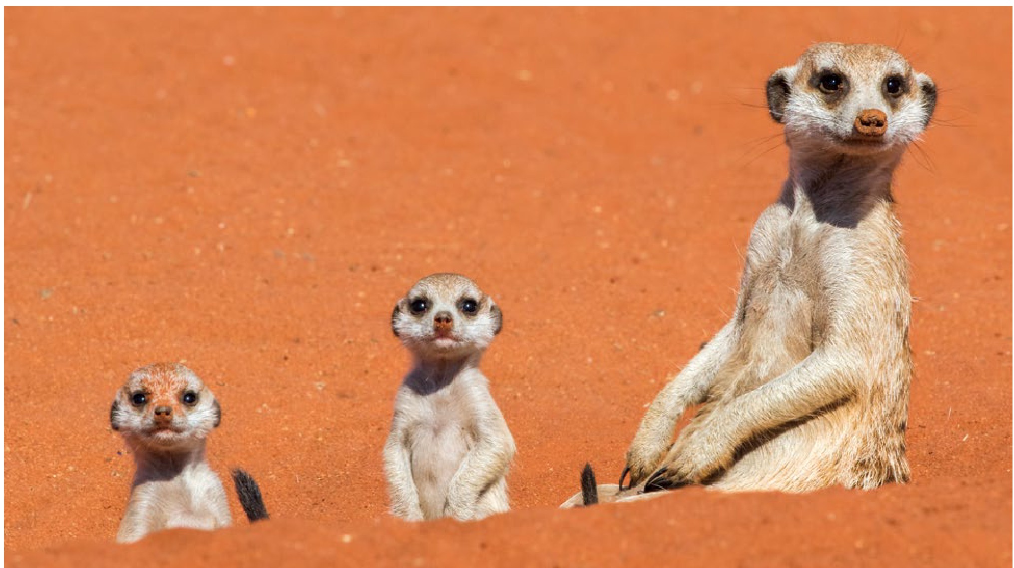 The five poisonous meerkats, the cruel heart under the cute appearance ...