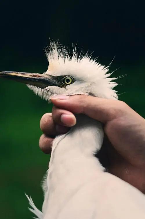 [Seven Animals in the World] - iNEWS