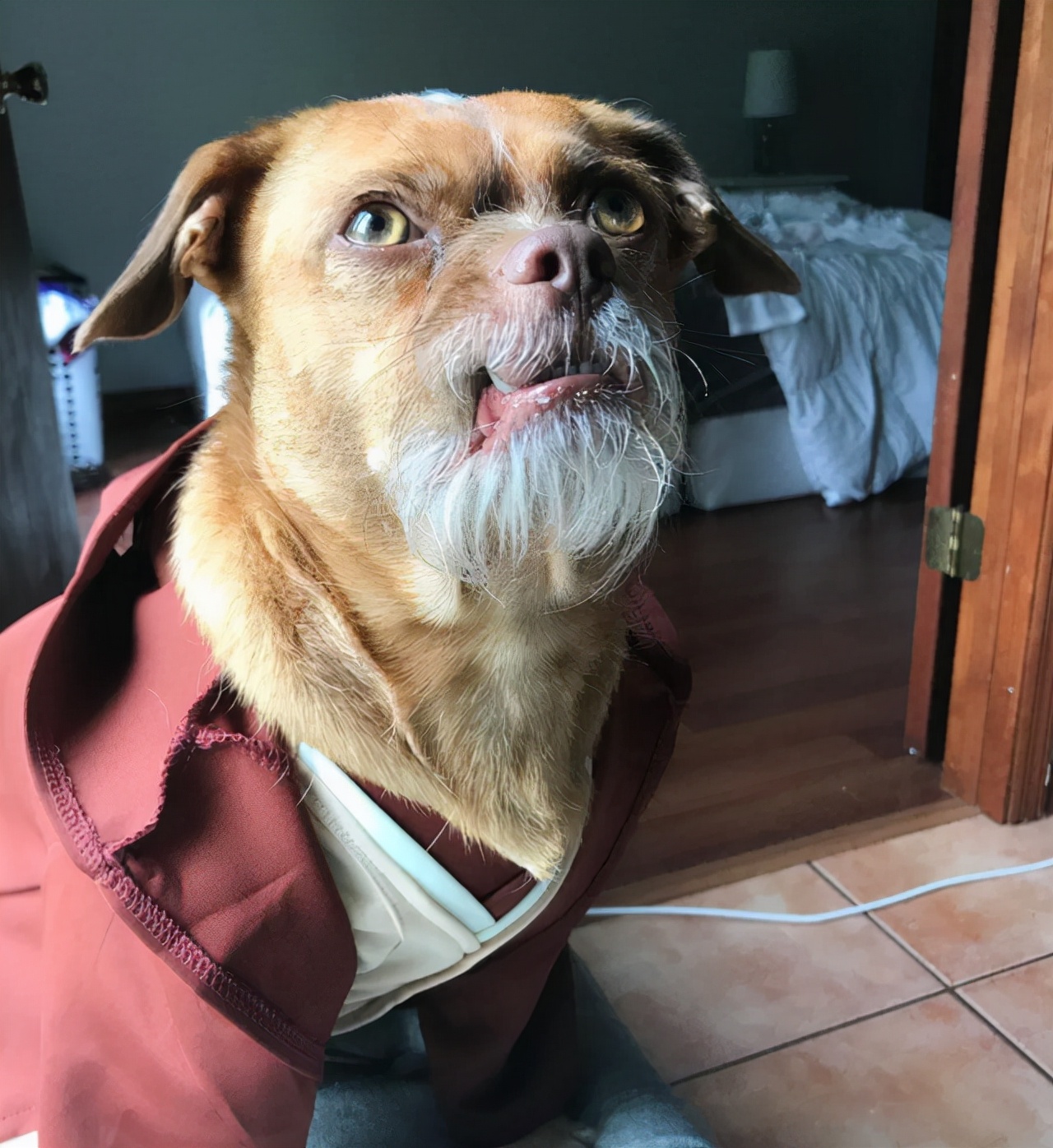 The dog was thrown away because he had a "goatee". After being rescued ...