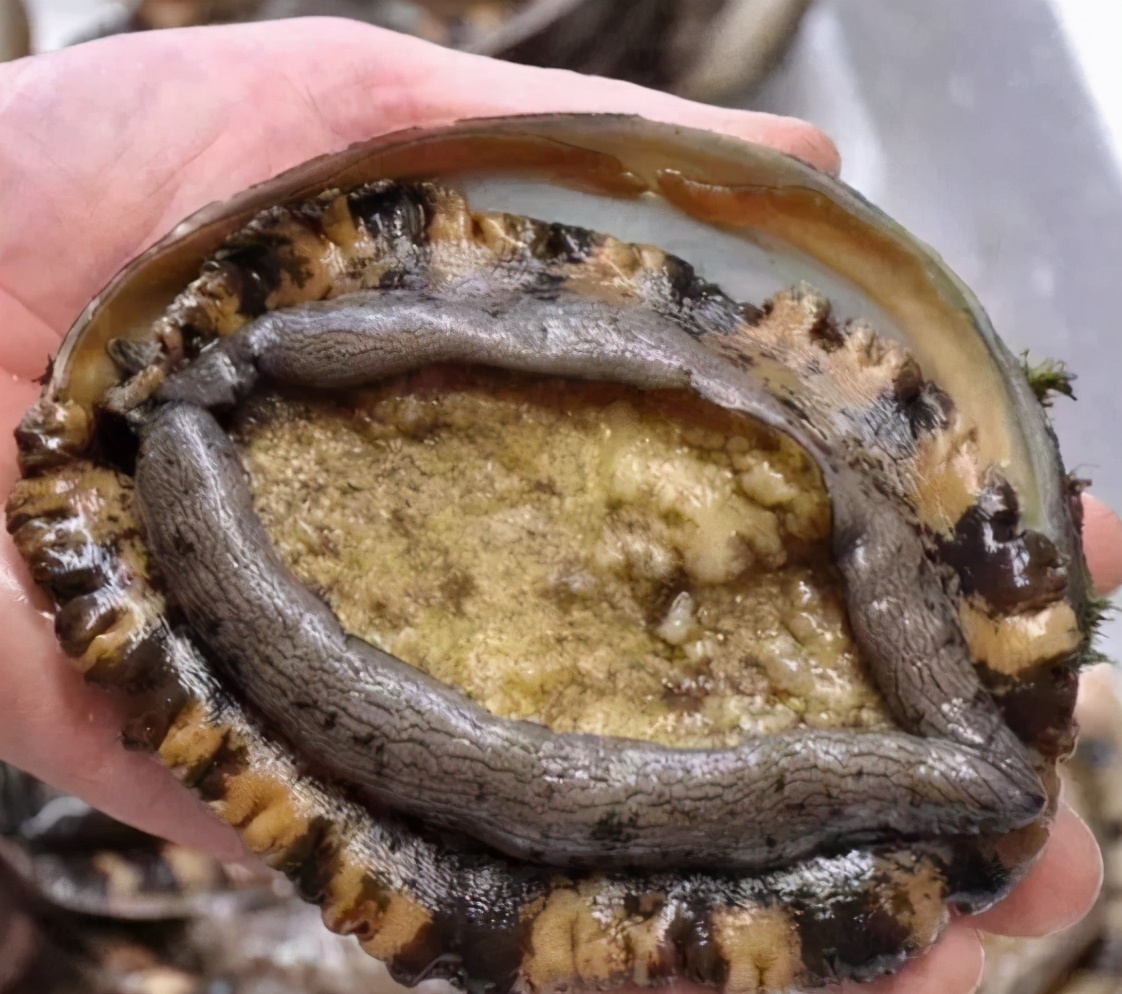 The most expensive seafood in the world, Australian lobster is nothing ...