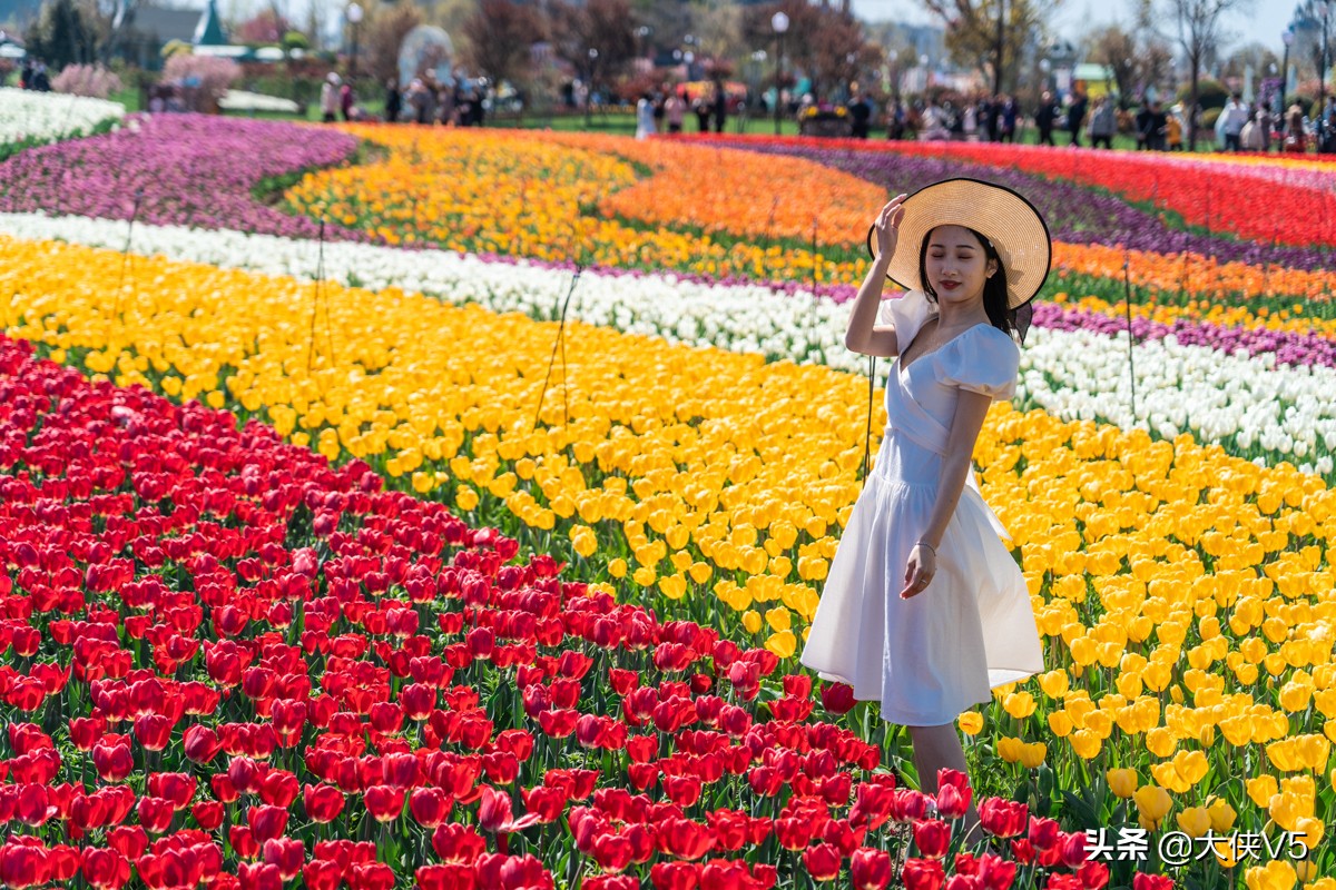 The first sea of tulips in China, over 3,000 acres and more than 30 ...