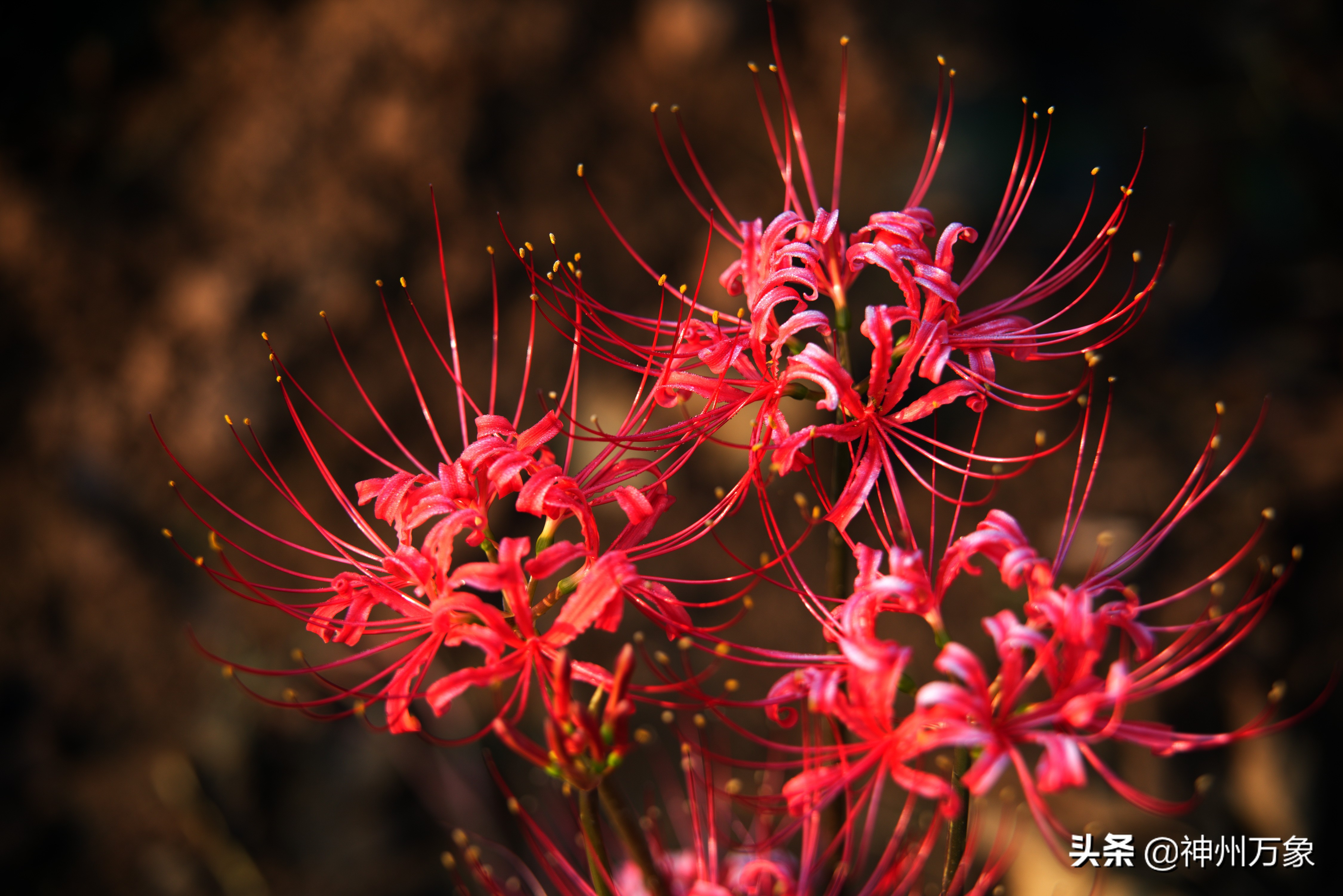 Aesthetic Photography-Bi An Flower - iNEWS