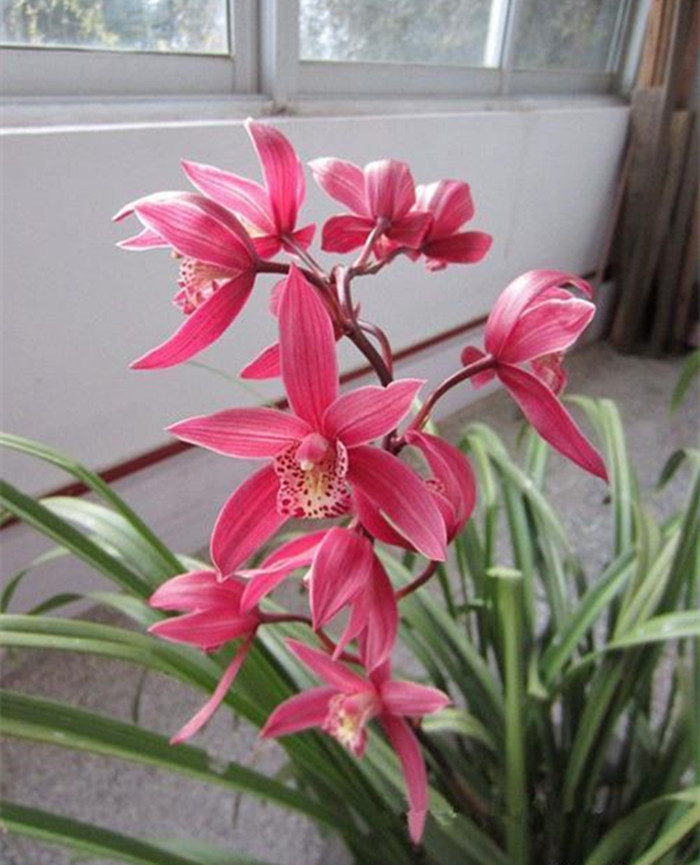 It is the "King of Fragrant Flowers" of Jianlan, with classic red ...