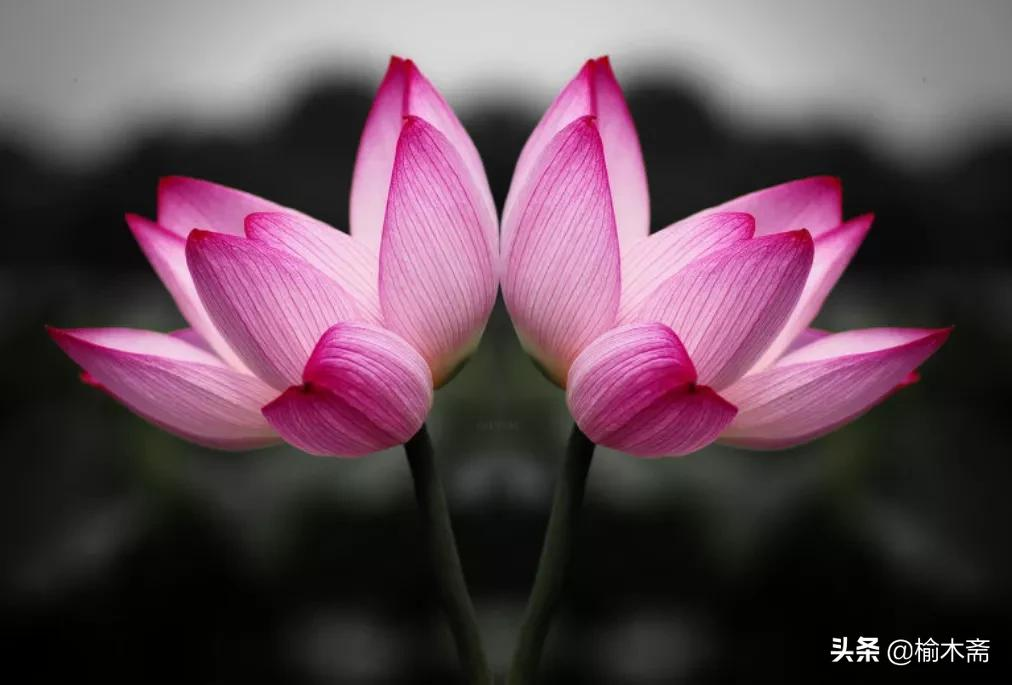 Summer Appreciation of Lotus Poems, Appreciation and Analysis of the ...