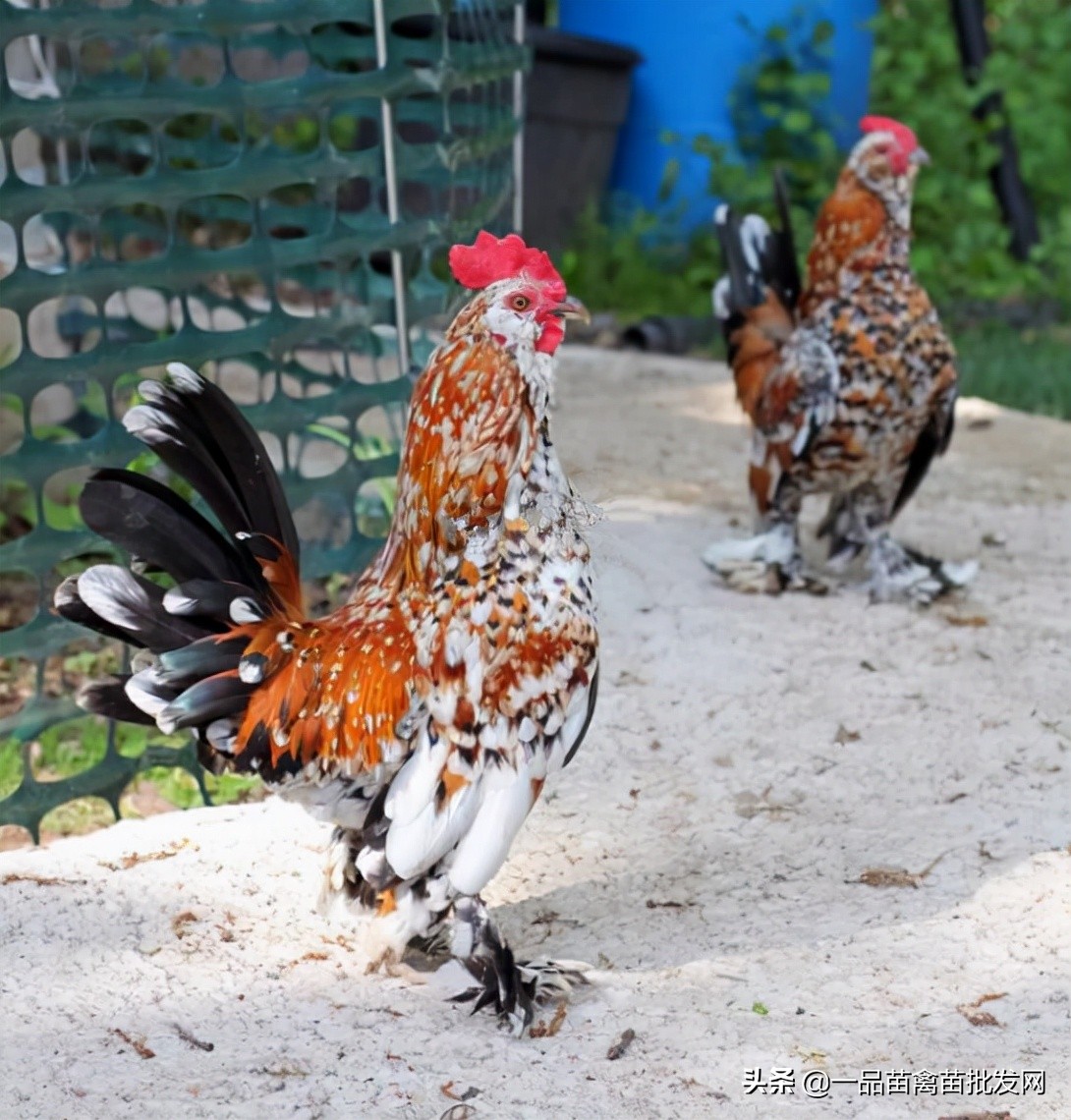 Raising this kind of chicken is very sweet. The "dwarf chicken" that ...