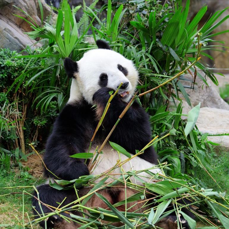 The giant panda, the "shit god" in the animal kingdom: Shit more than ...