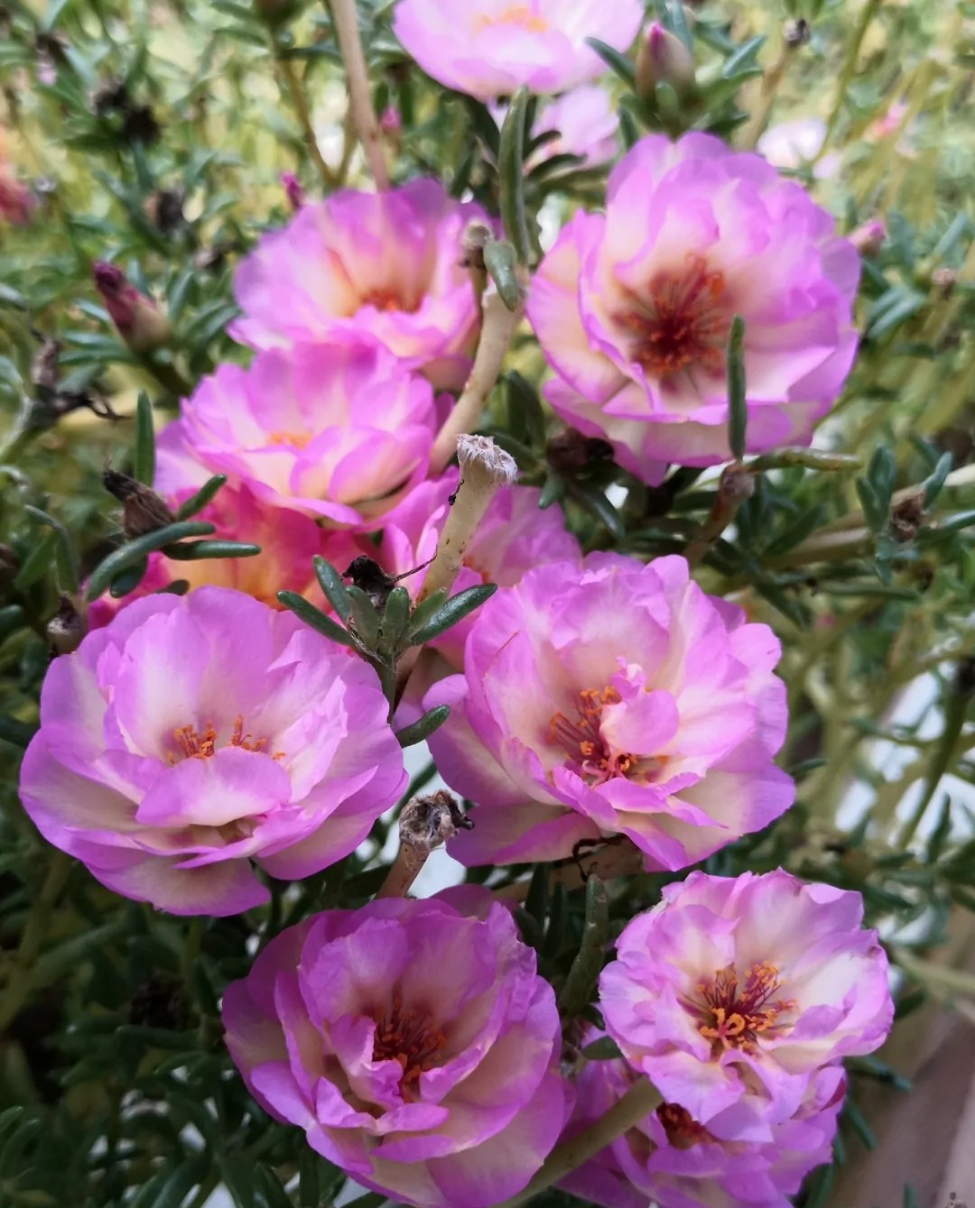 There are these 5 kinds of flowers in the family. The lazier you grow ...