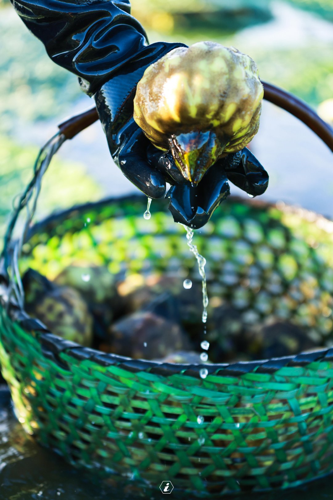 Chicken head rice is on the market - iNEWS