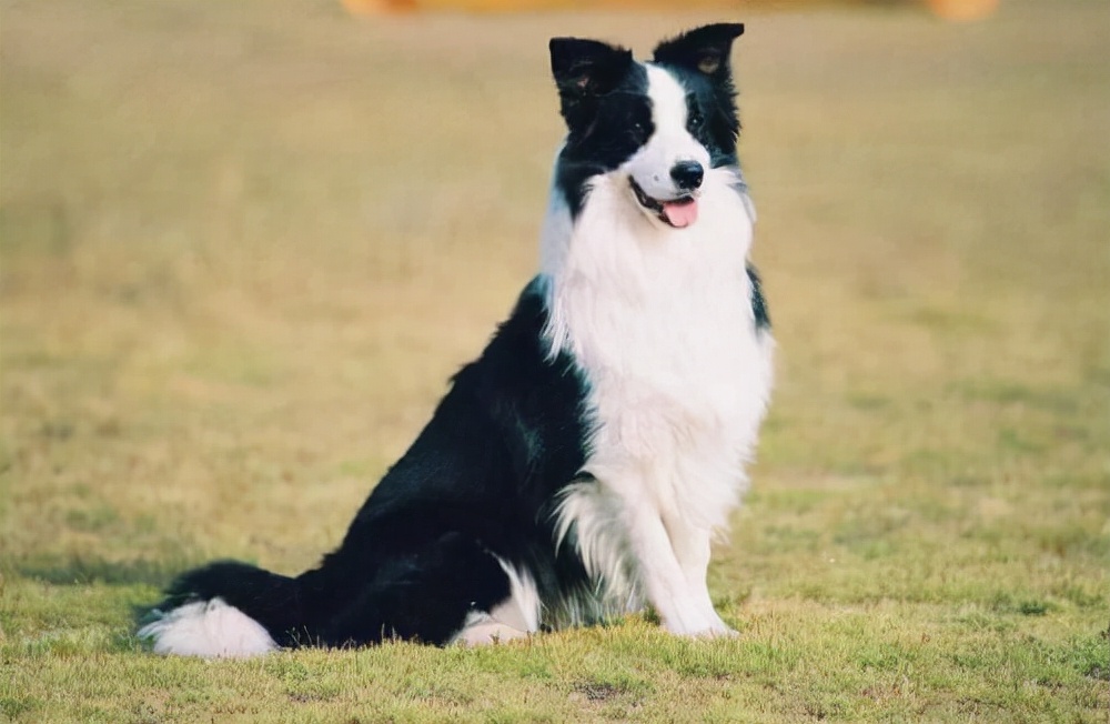 What is Bian Mu's vomiting? - iNEWS