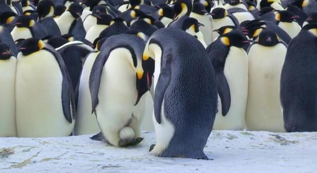 The super daddy "Emperor Penguin" in the animal kingdom is so loving ...