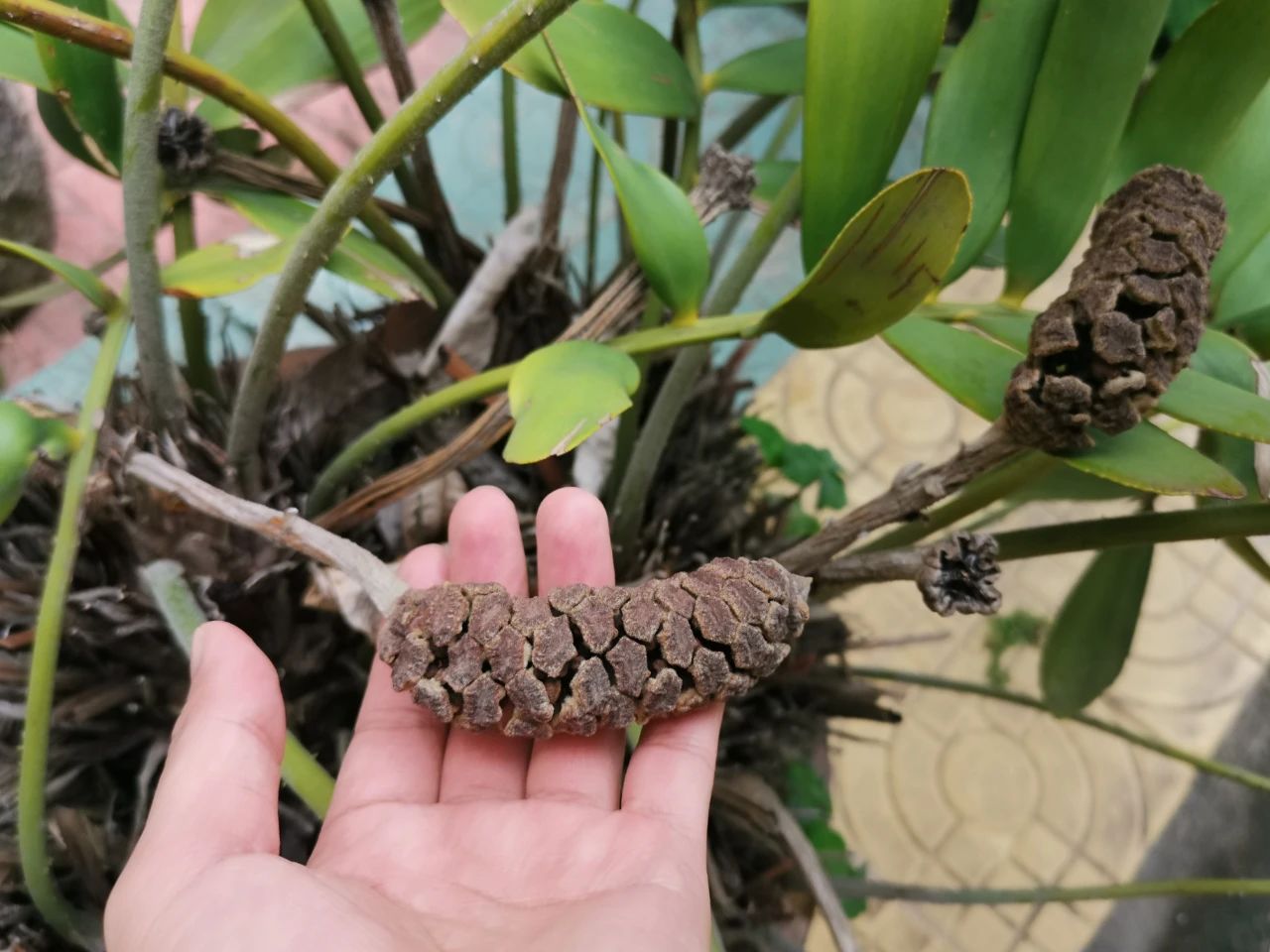 Six unique-looking shrubs with weird flower and leaf shapes - iNEWS