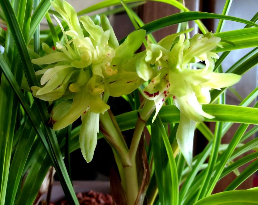 This "Lazy Orchid", you don't need to worry about it, it has a unique ...