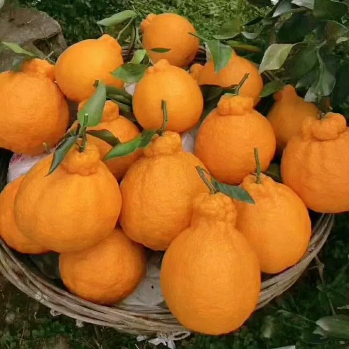 When buying oranges, you must distinguish between ugly oranges and rake ...