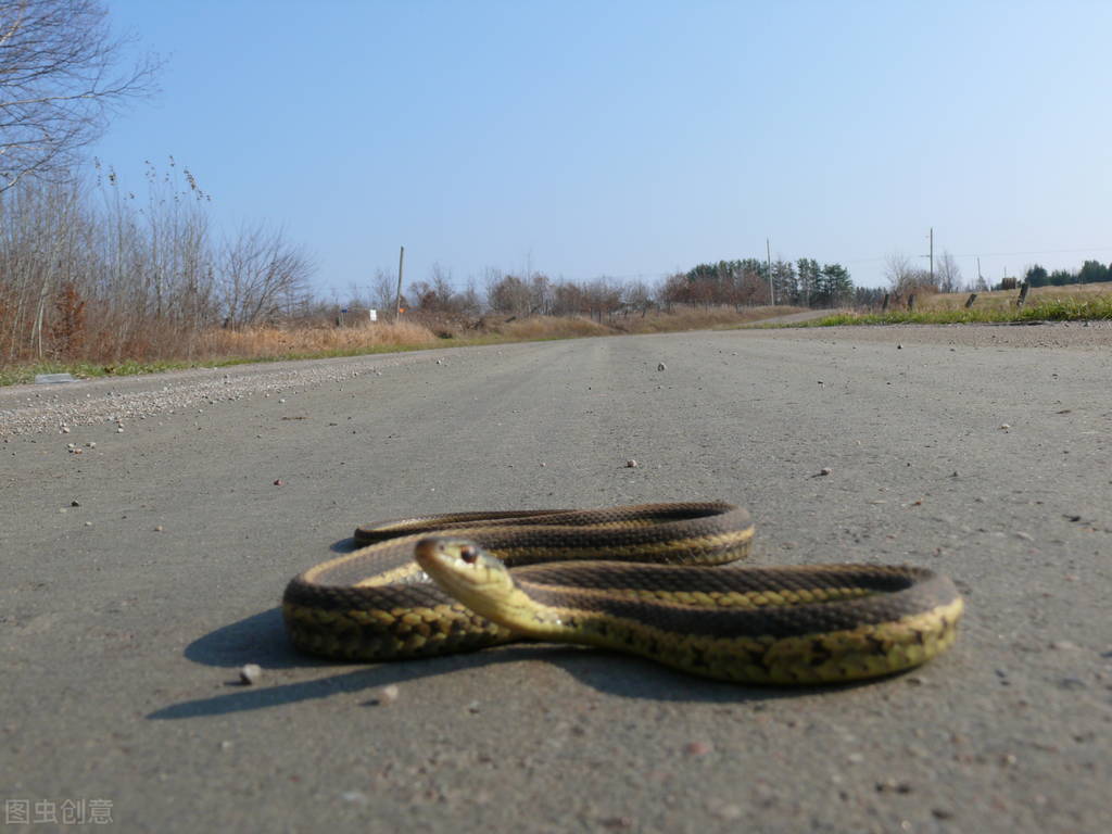Rumors about snakes in rural areas: realgar drives snakes away, goose ...