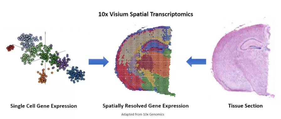 Visualizing the future: spatial transcriptomics will change the way ...