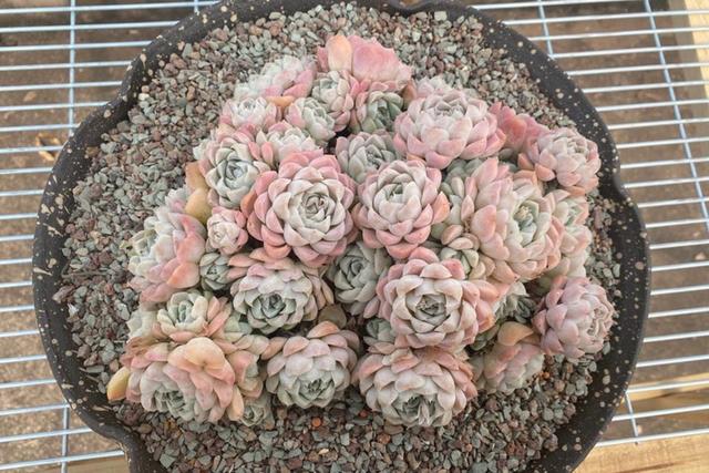 A cheap and easy-to-raise fleshy white moon shadow, it is in a state of ...