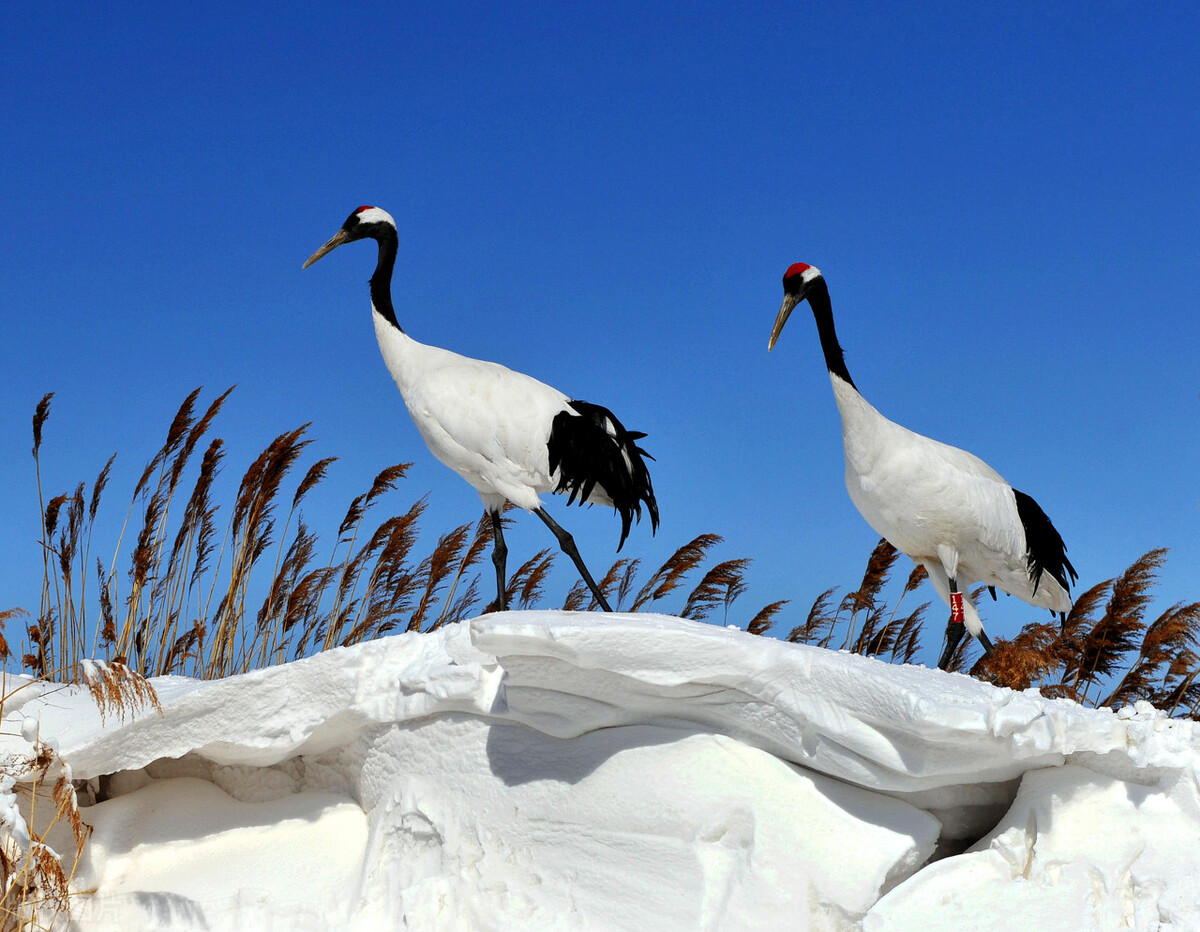 Bald crane?Is the crest of a red-crowned crane caused by hair loss?How ...