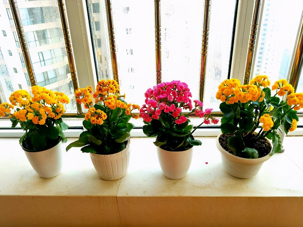 "5 kinds of flowers" suitable for small pots, large pots are "not ...