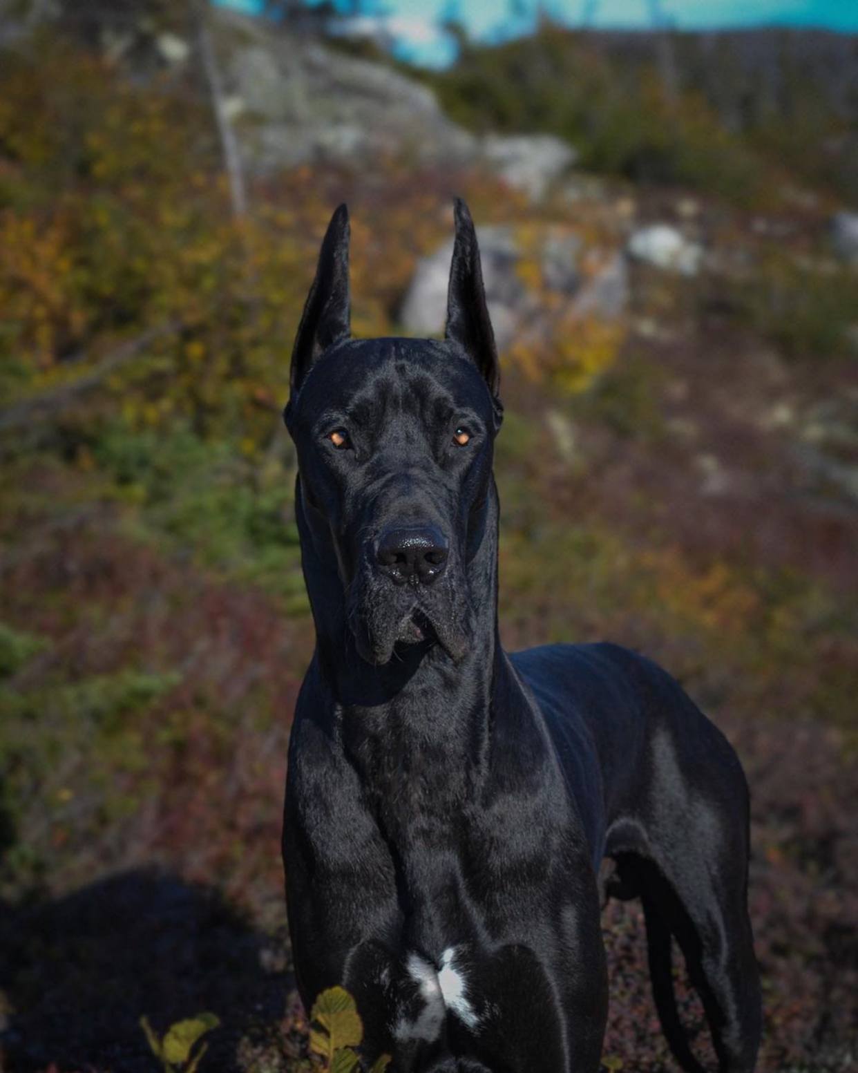 The 135 catty dog always looks serious and looks like a "bad dog". In ...