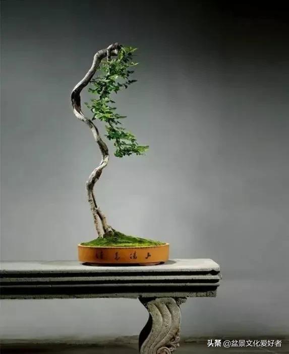The most beautiful literati bonsai, incredible - iNEWS