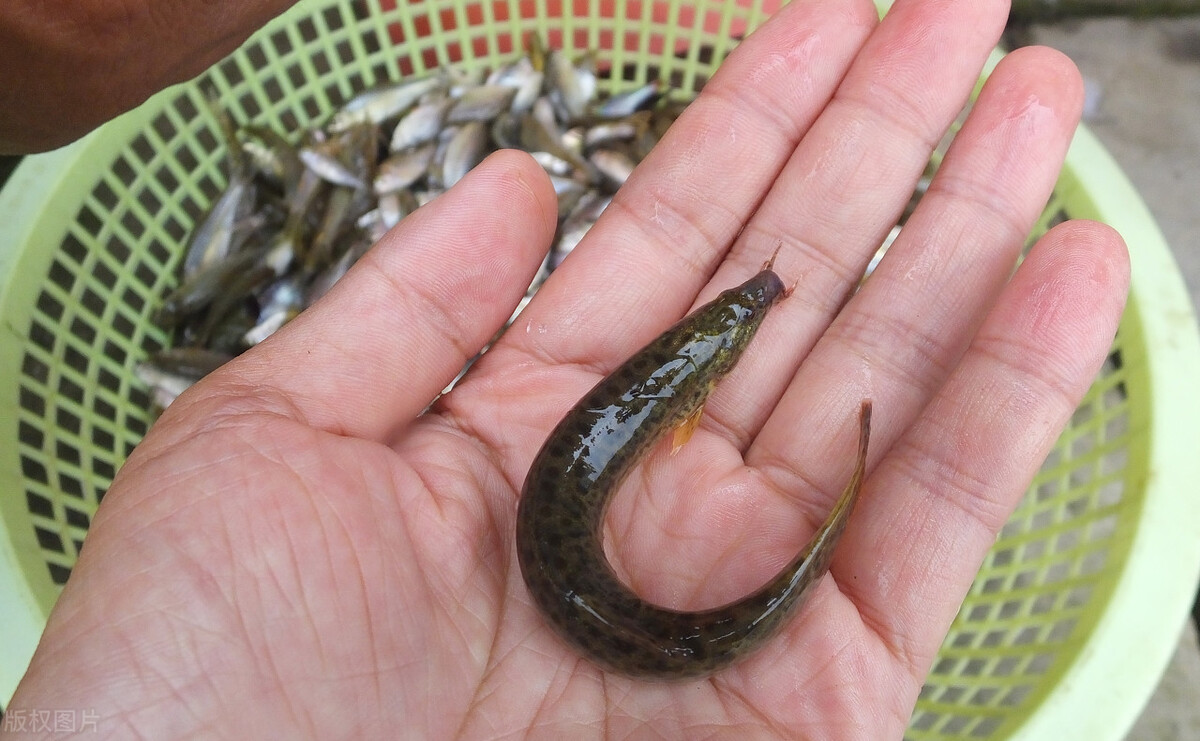 Put the loach and tofu into the pot, will it make the loach tofu?The ...