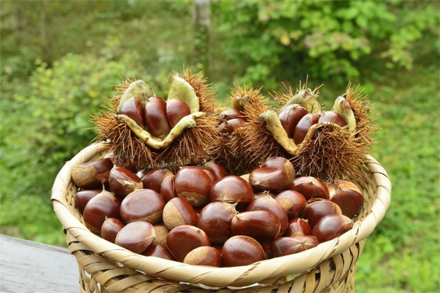 Eat chestnut in autumn, can you still eat chestnut sprouts?Do you know ...