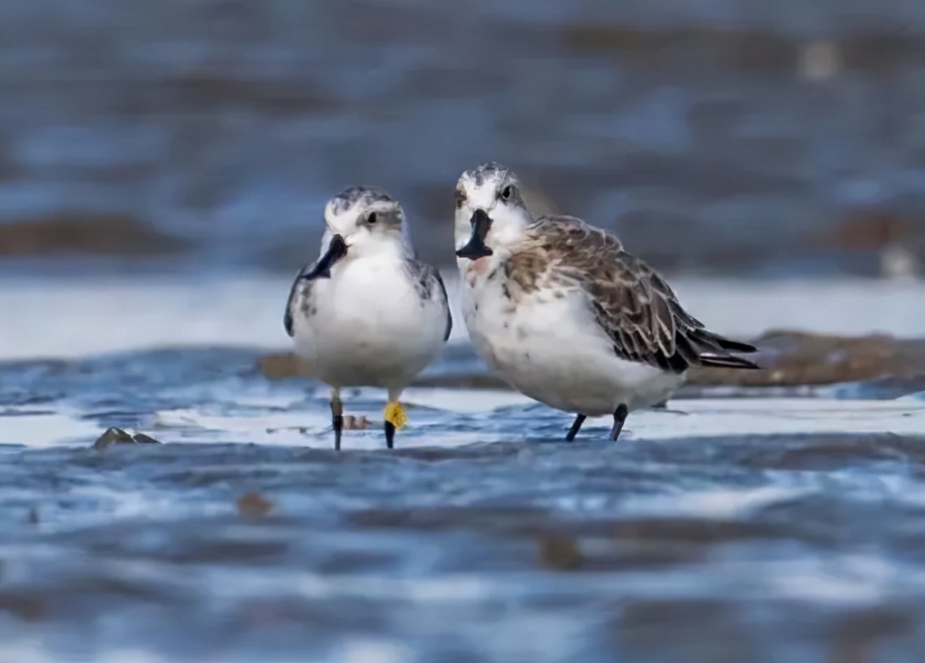 Have you ever seen a centipede that eats birds? - iNEWS