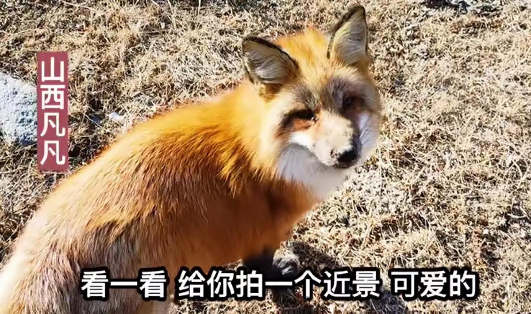 "Fire Fox" in the foothills of Wutai Mountain - iNEWS