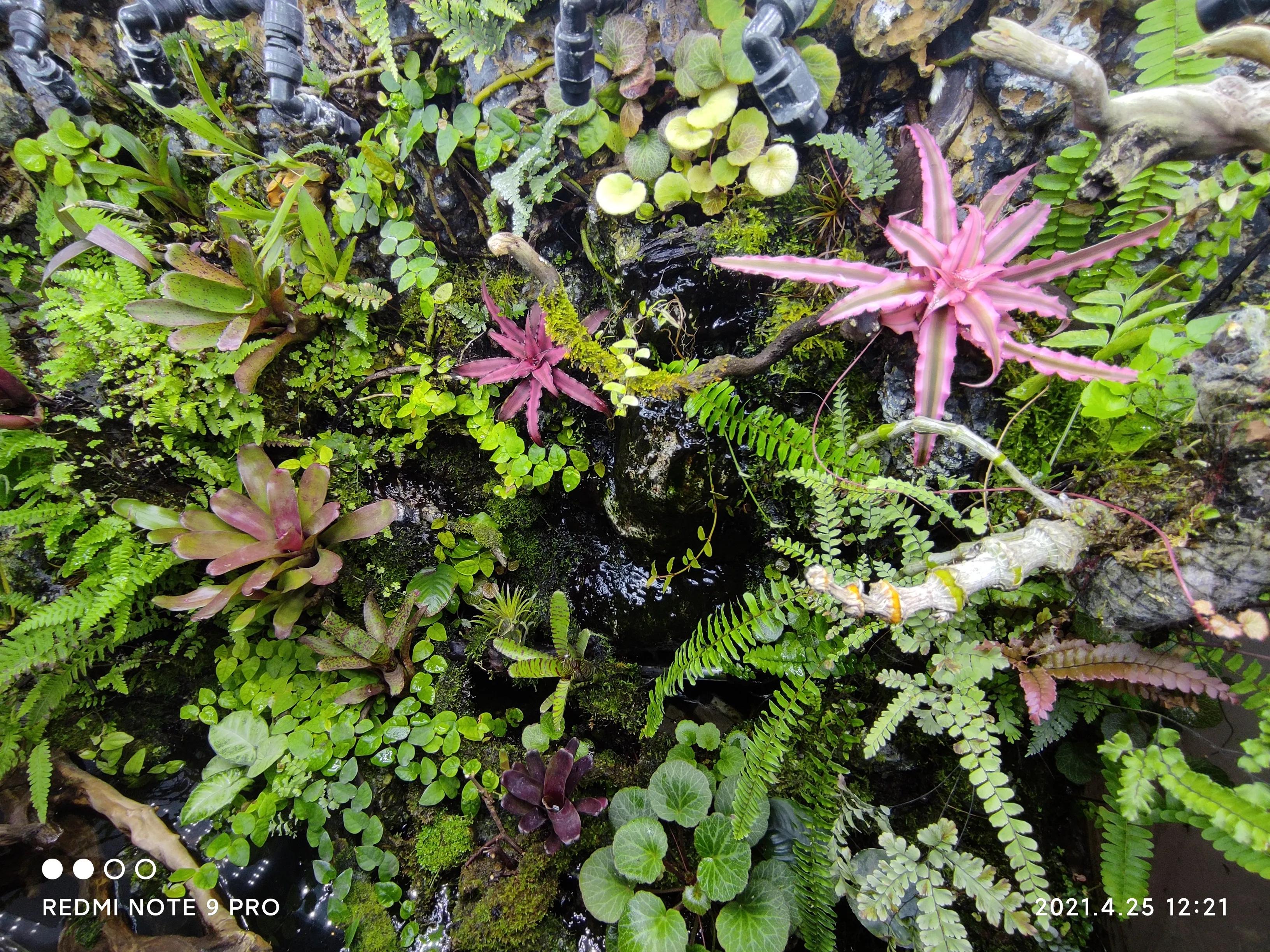 The rainforest tank micro landscape is really good to raise - iNEWS