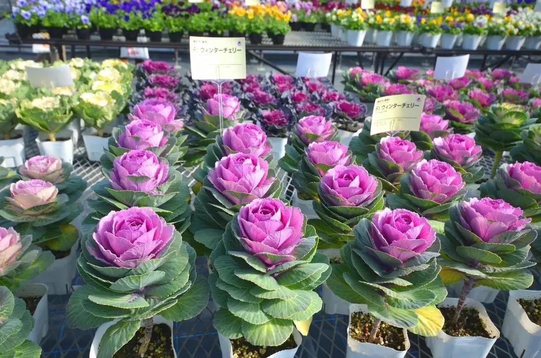 5 kinds of flowers suitable for novices, let you avoid detours, the ...