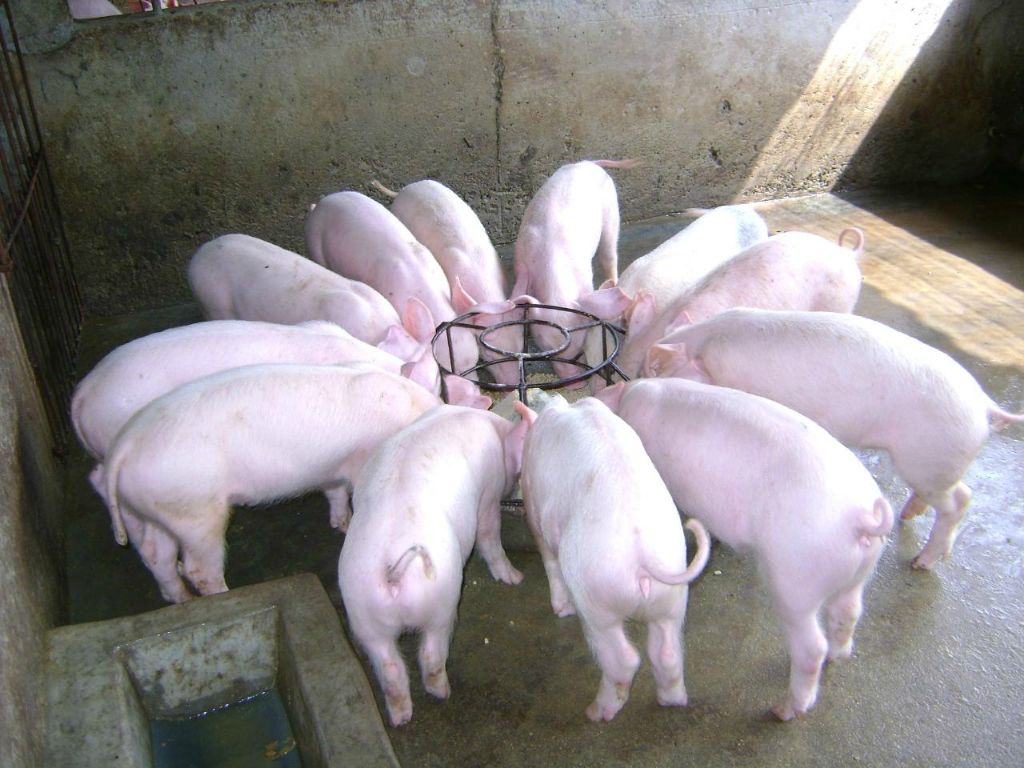 The pig is the nemesis of the snake?Snakes are one of the animals most ...