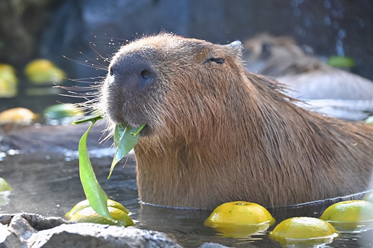 Capybara invaded the capital of Argentina!What are the characteristics ...