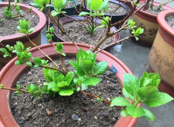 Spring hydrangea, long sprout, now you have to do "5 things", you can ...