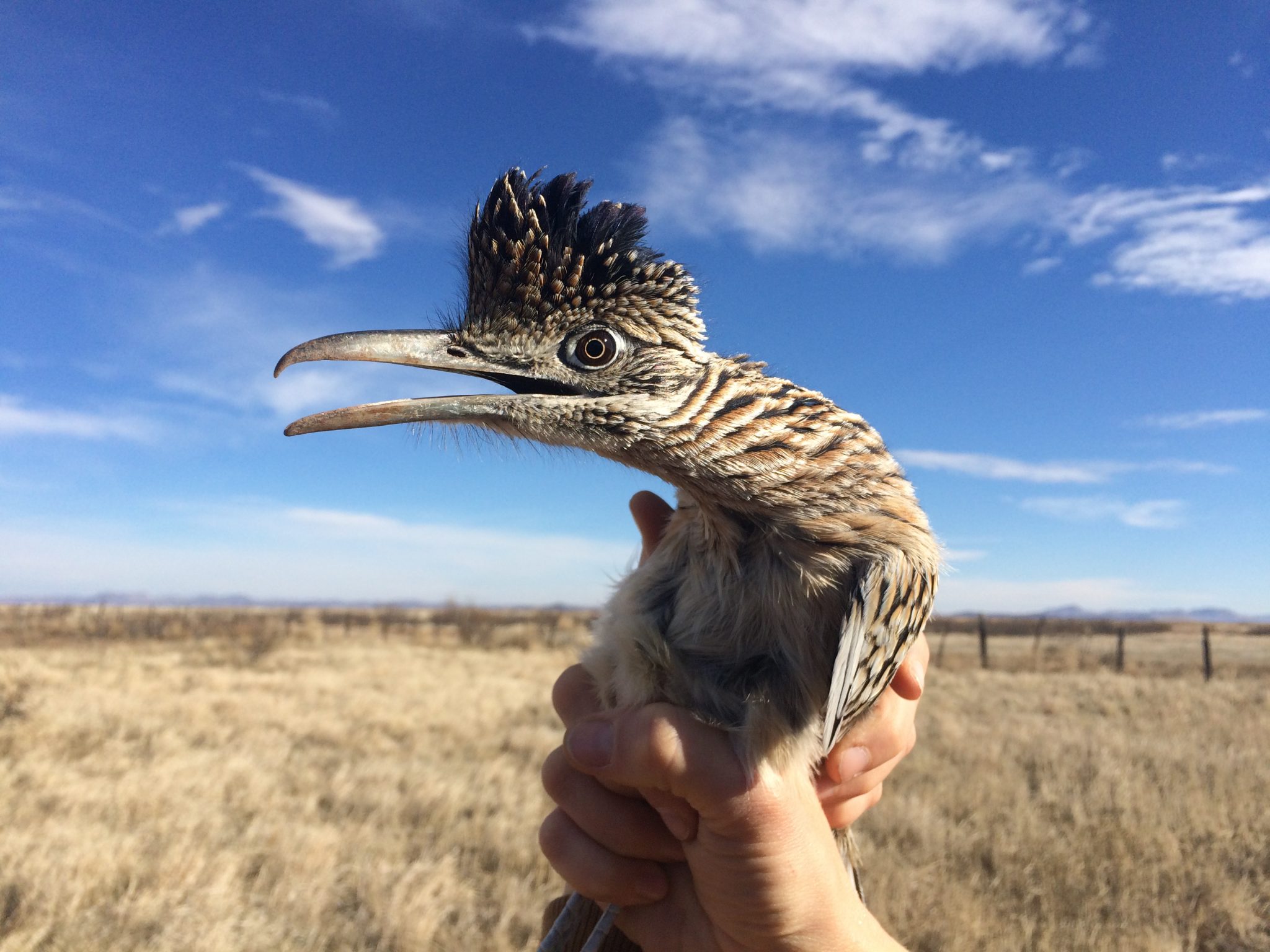 How could the flightless roadrunner challenge the snake? - iNEWS