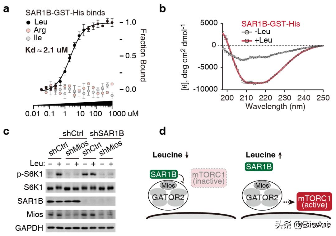 Ying Liu's group reported that SAR1B senses intracellular leucine ...
