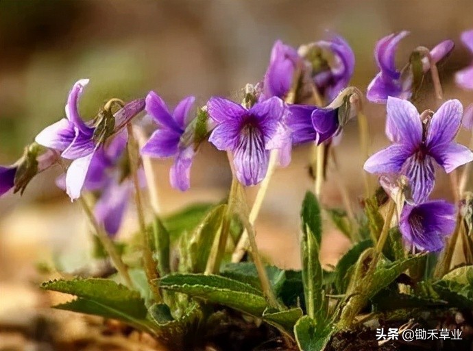 The most earthy purple flower-Viola - iNEWS