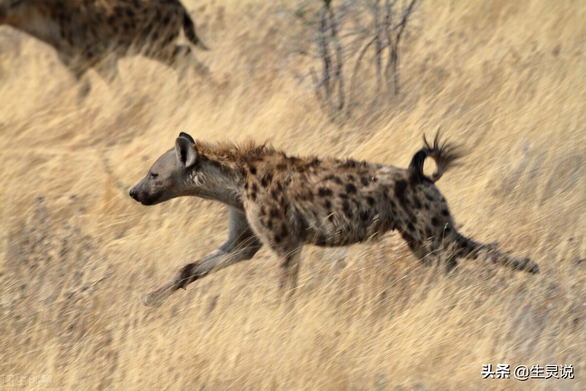 Hyenas are not afraid of lions, but are afraid of Africans?See how ...