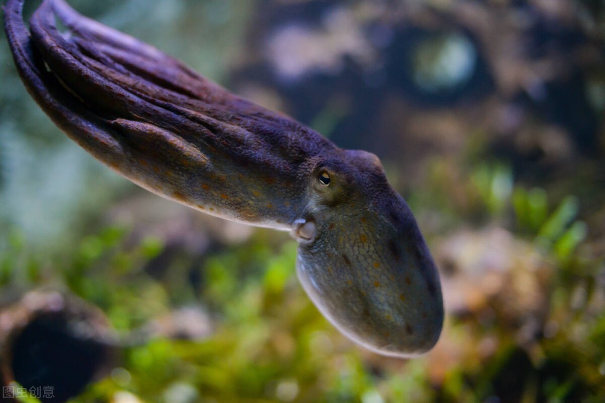 10 creepy sea creatures in the world - iNEWS