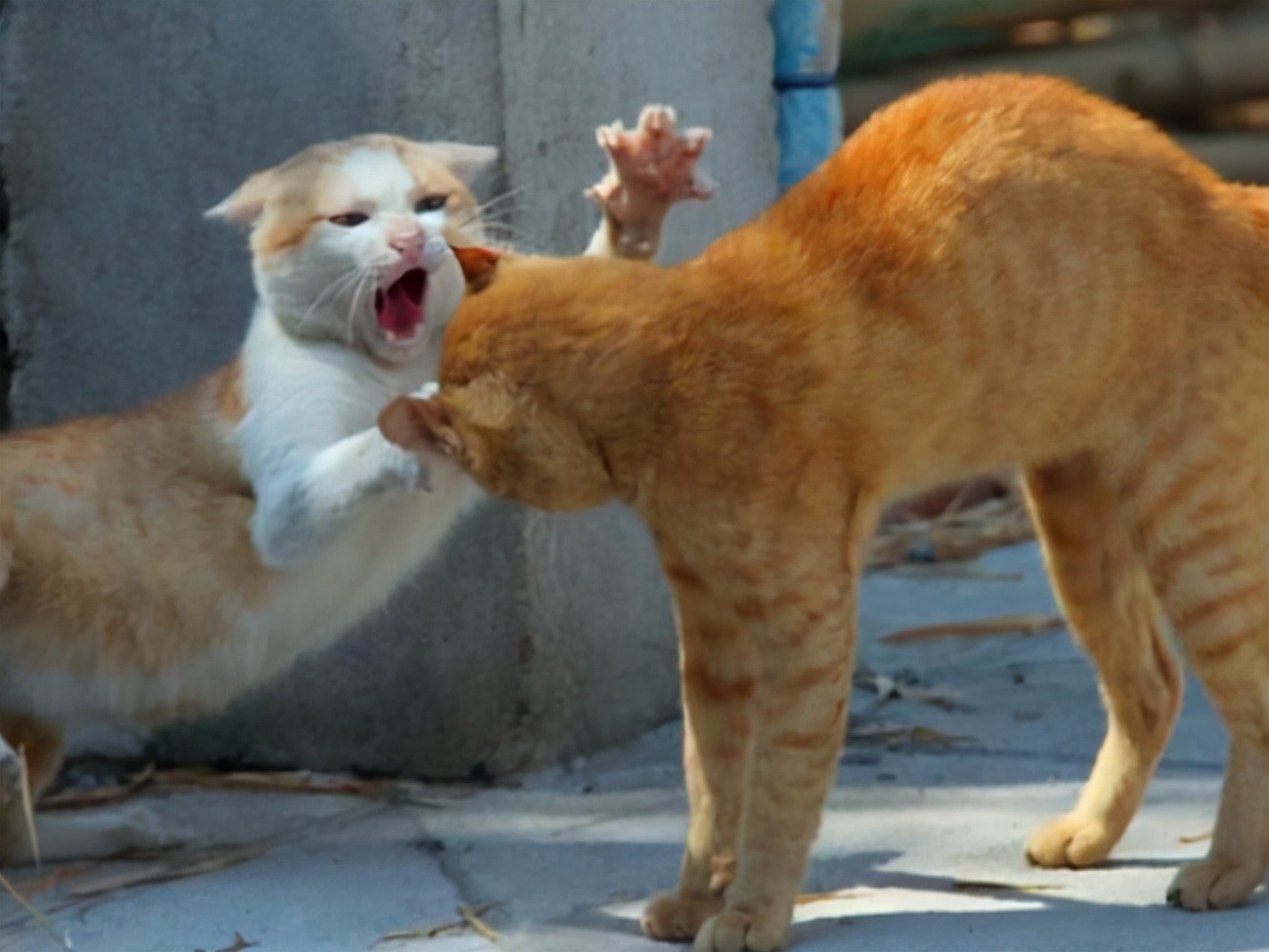 Why Do Female Cats Roll Around After Mating Turning Their Heads To