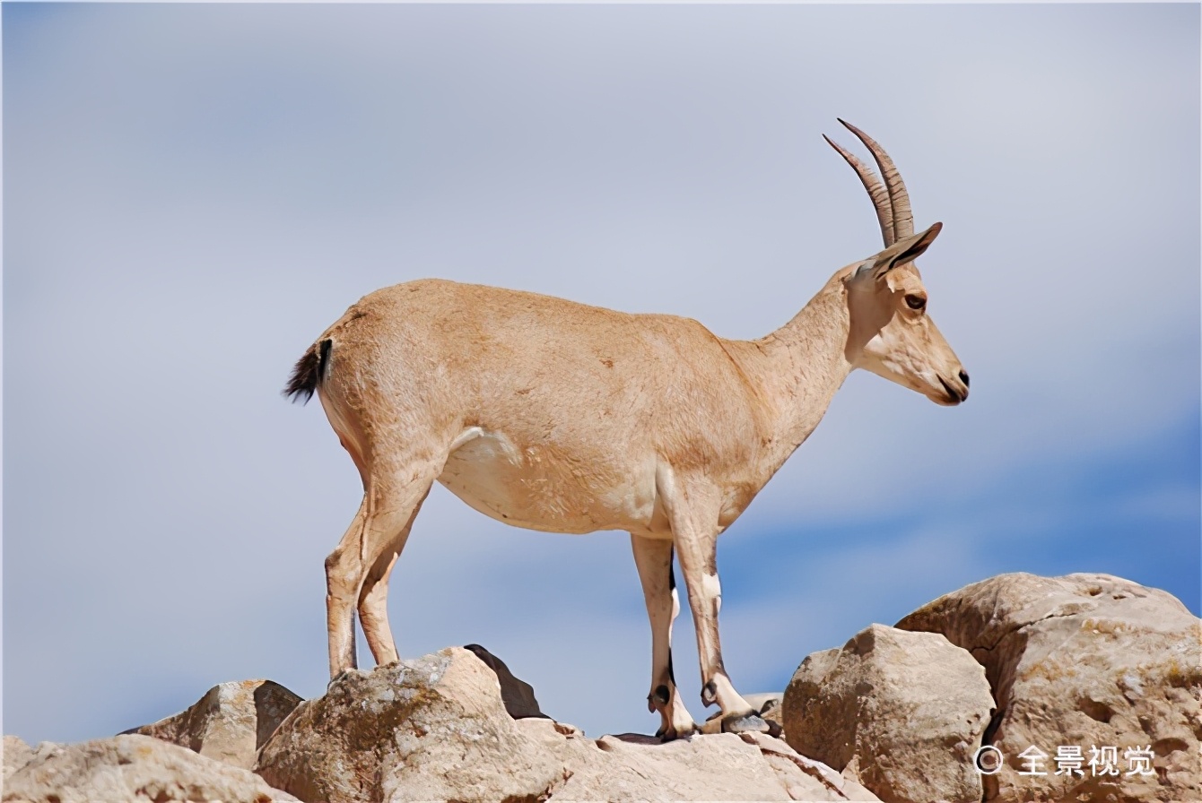 Xinjiang is the world of sheep, 2 kinds of wild sheep are too rare and ...