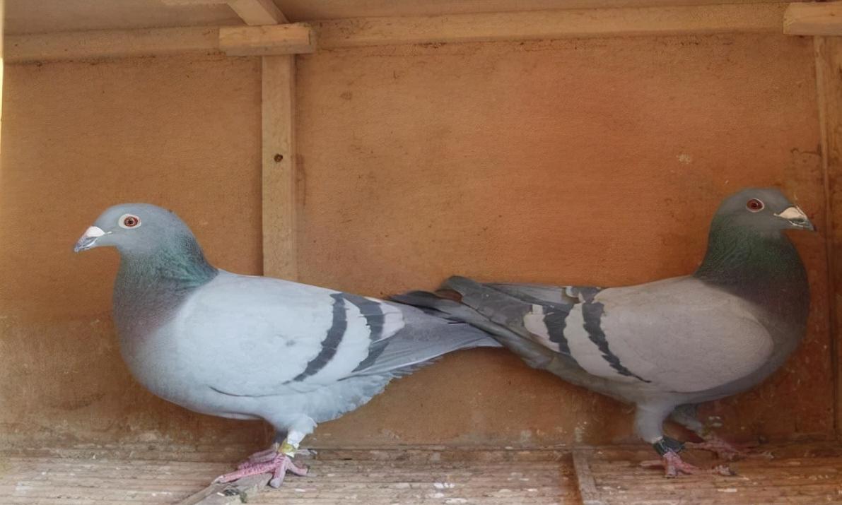 One way to cure pigeons vomiting - iNEWS
