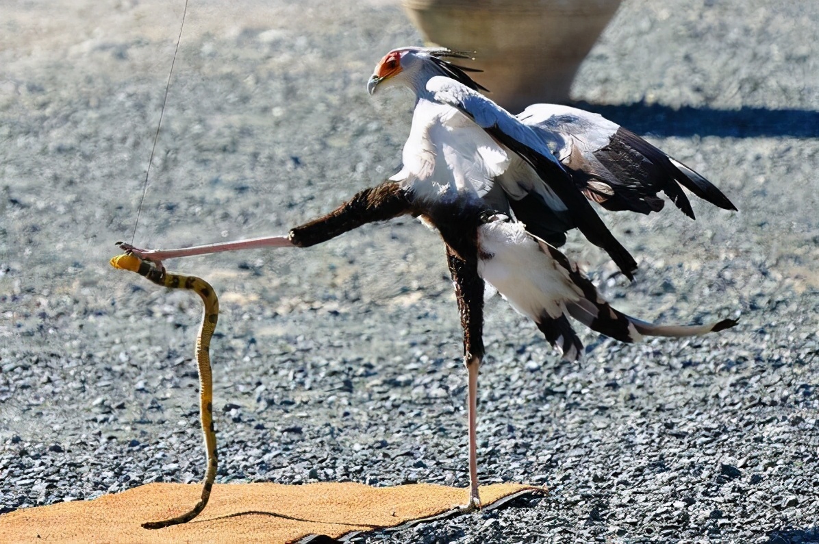 Secretary bird: the most beautiful snake killer, beautiful as a flower ...