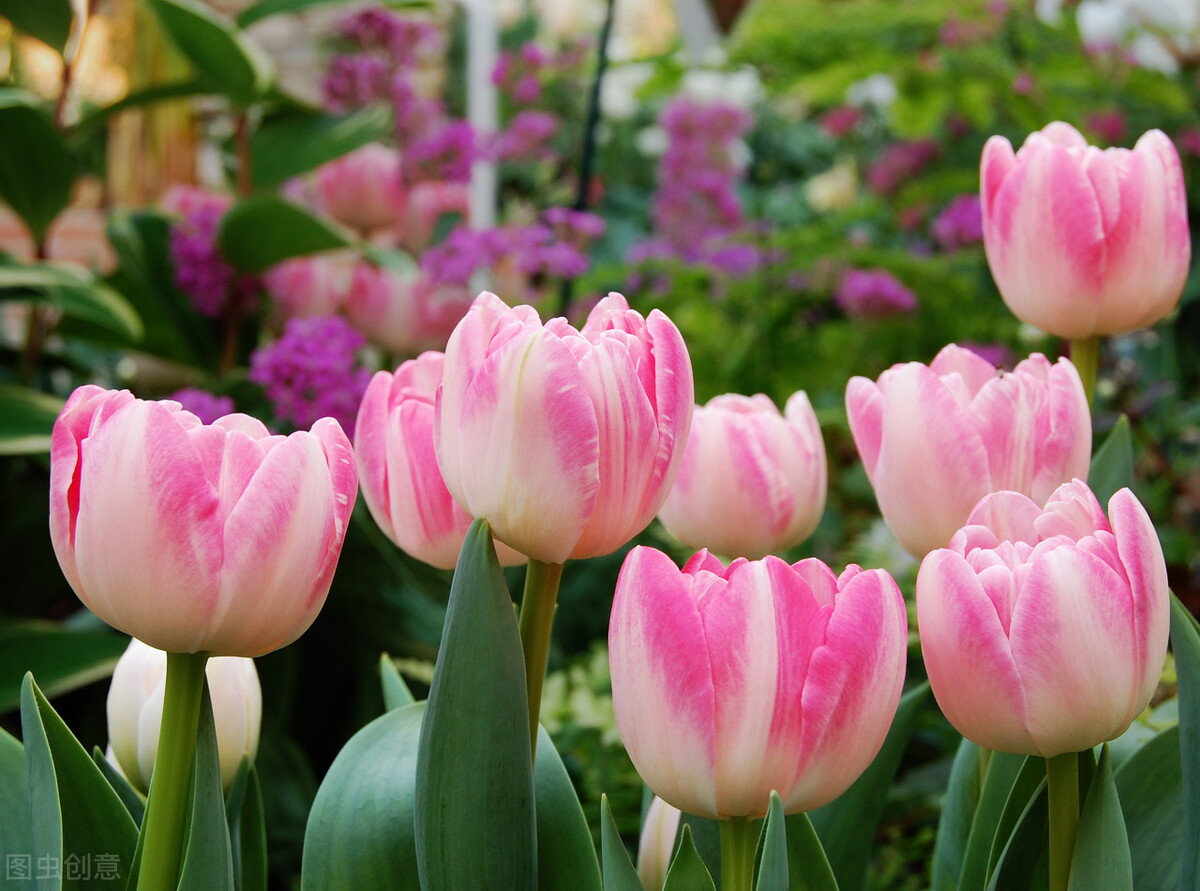 Are tulips poisonous in the bedroom? - iNEWS