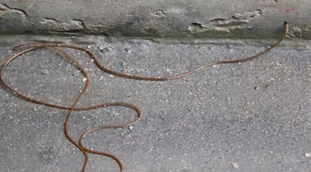 Is iron worm really that scary? - iNEWS