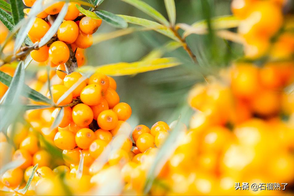 What are the unknown exotic fruits in Xinjiang? - iNEWS