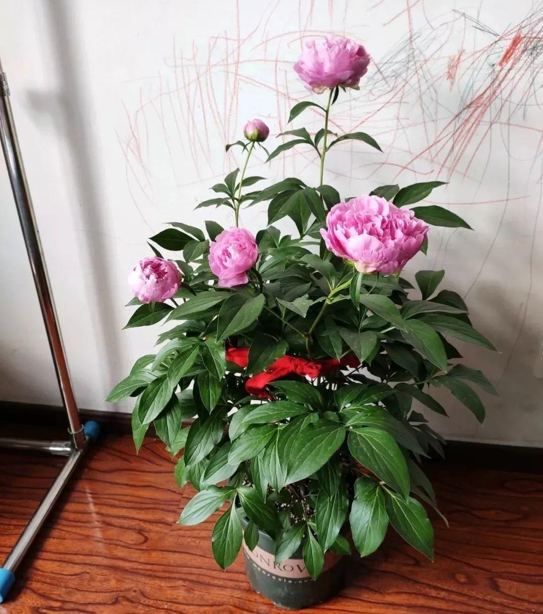 How to raise potted peony?There are 3 small tips to bloom smoothly and ...