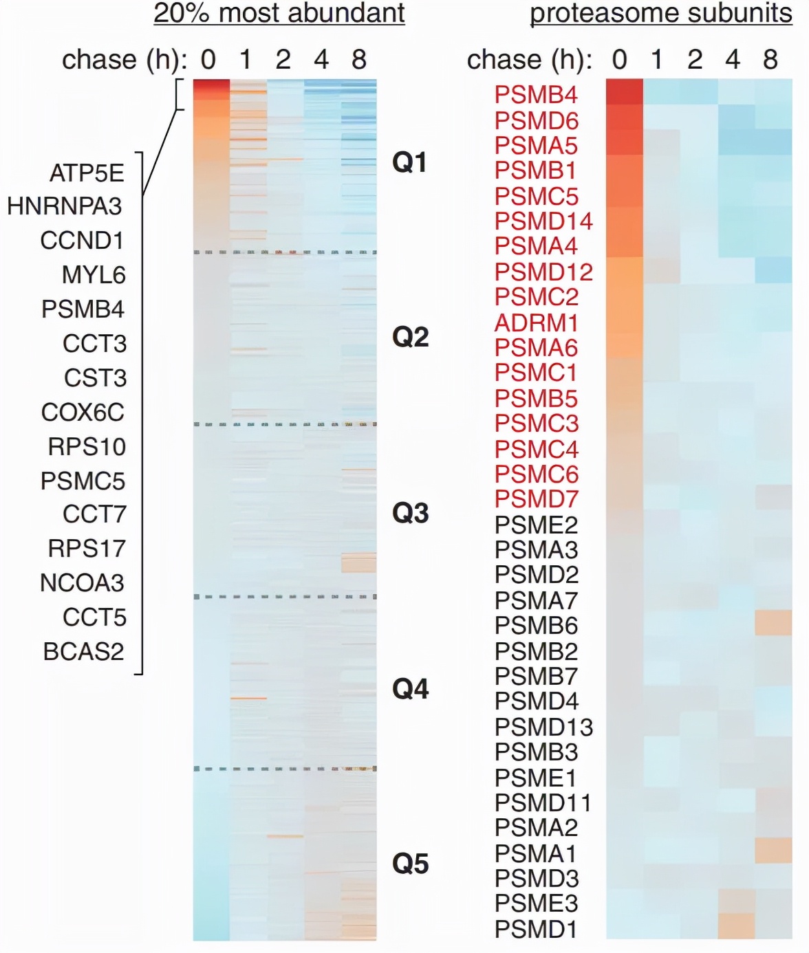 New mechanism of protein quality: identifying dangerous intermediates ...
